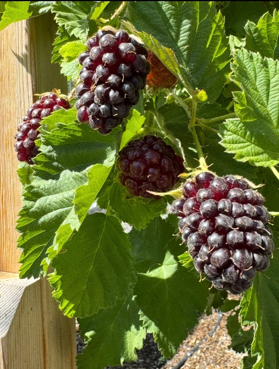 Olympic Berry — Raintree Nursery