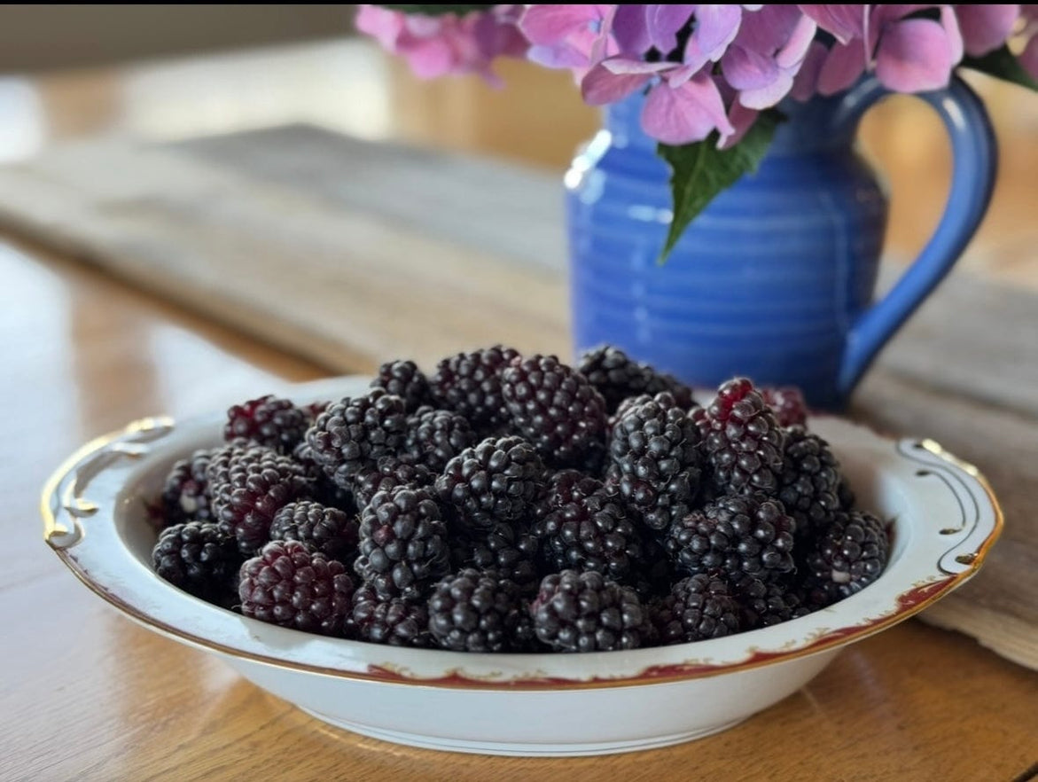 Olympic Berry — Raintree Nursery