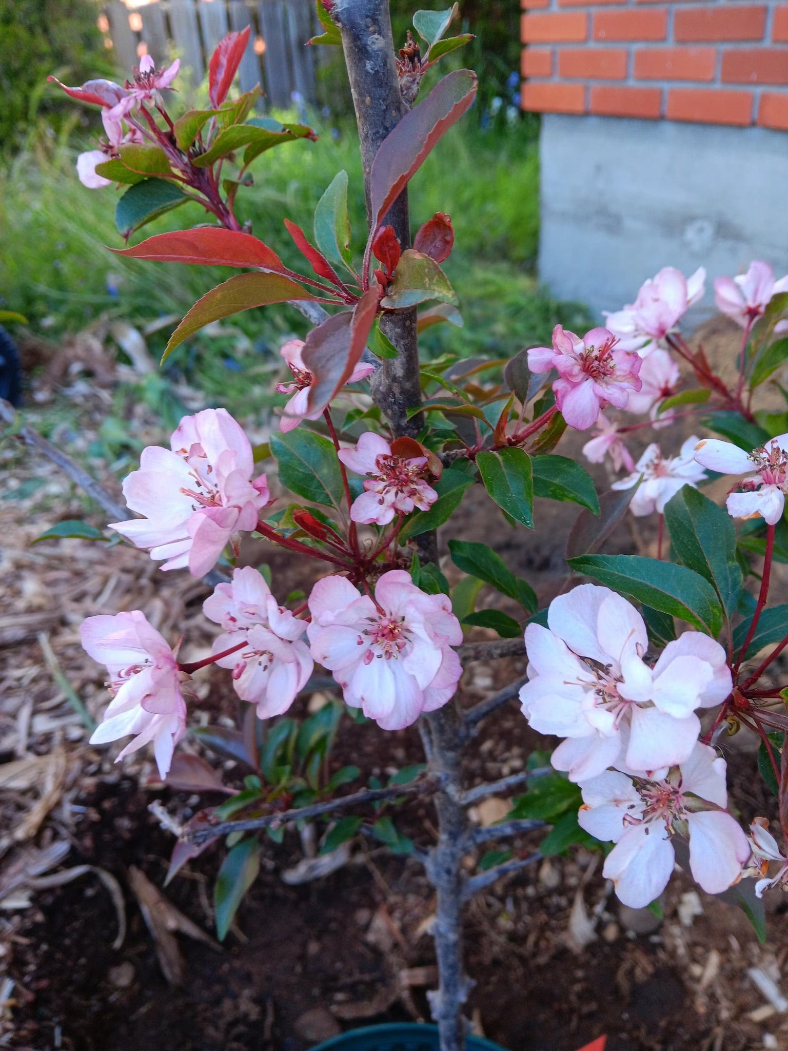 Mini Apple Trees | Order Highest Quality Plants | Raintree Nursery