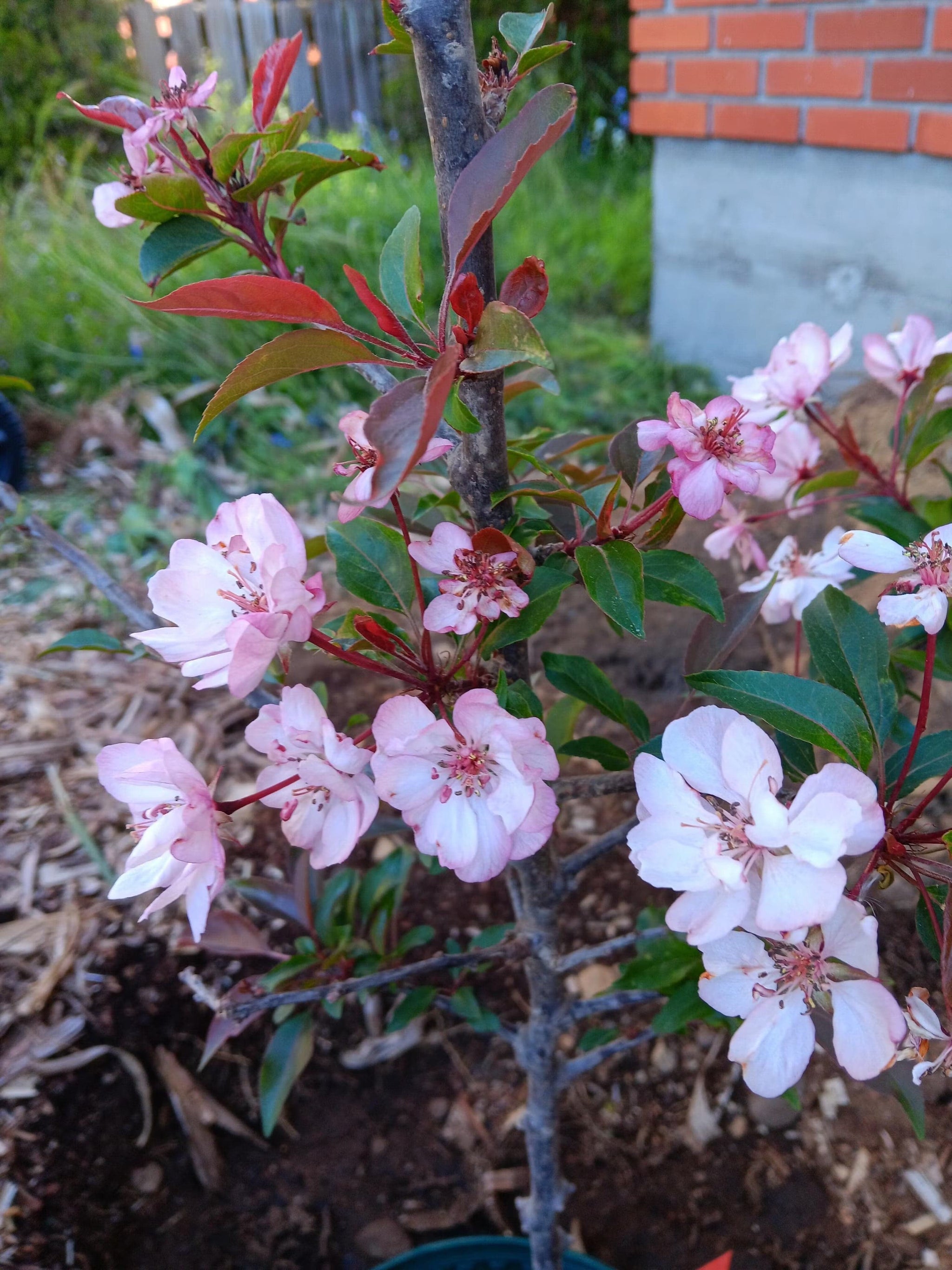 Mini Apple Trees | Order Highest Quality Plants | Raintree Nursery