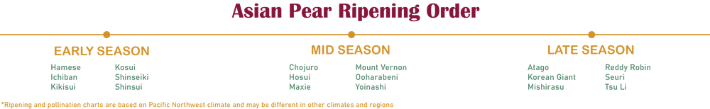 GROWING FRUIT TREES ASIAN PEARS