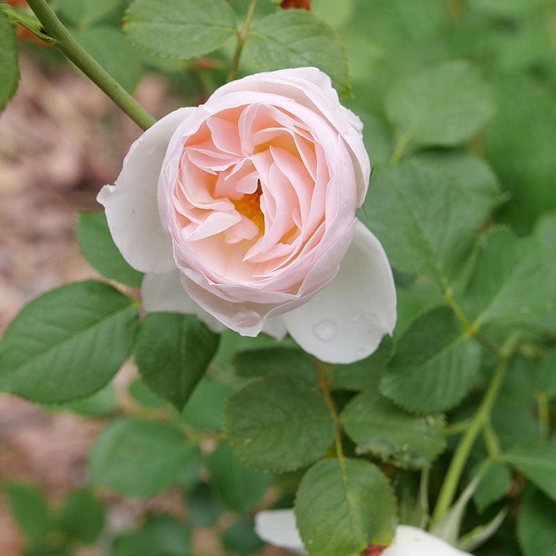 FLAVORETTE PEAR’D® Rose - Raintree Nursery