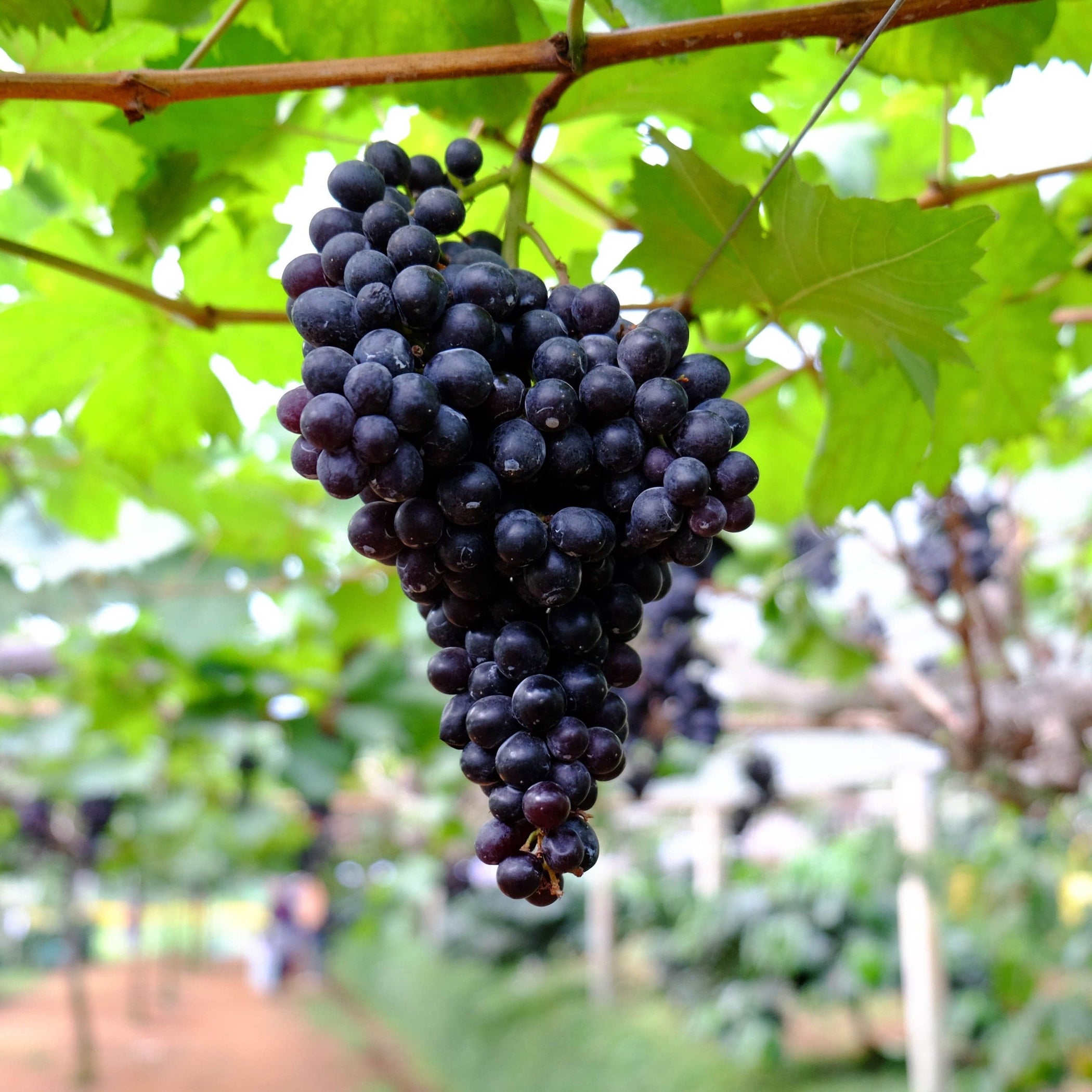 Black Monukka Seedless Grape — Raintree Nursery