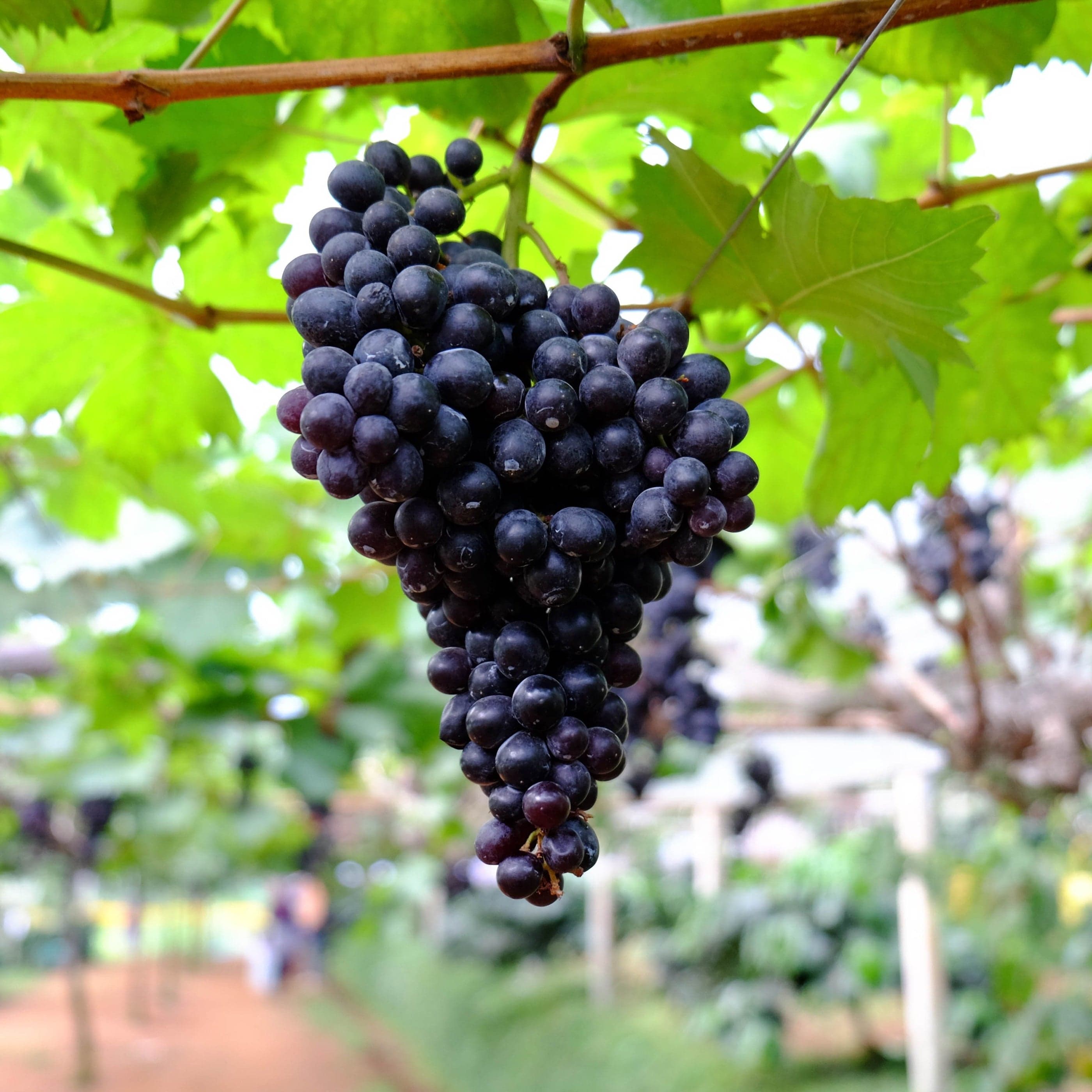 Black Monukka Seedless Grape — Raintree Nursery