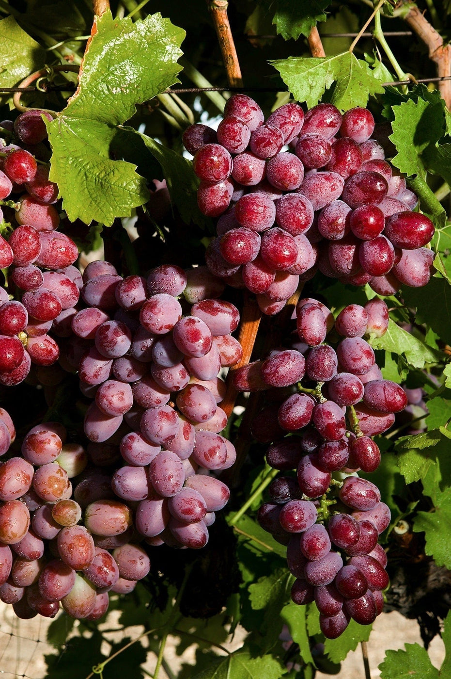 Suffolk Red Seedless Grape — Raintree Nursery