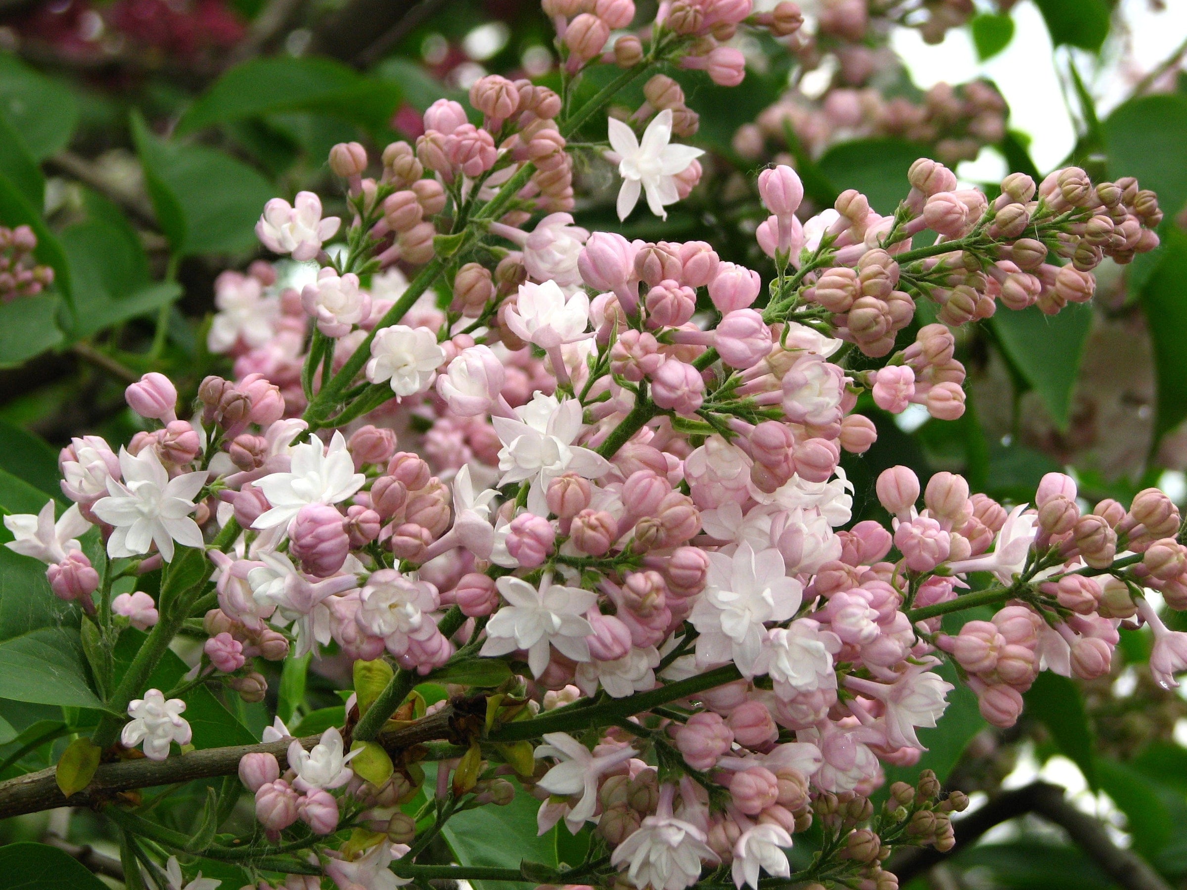 Beauty of Moscow Lilac - Raintree Nursery