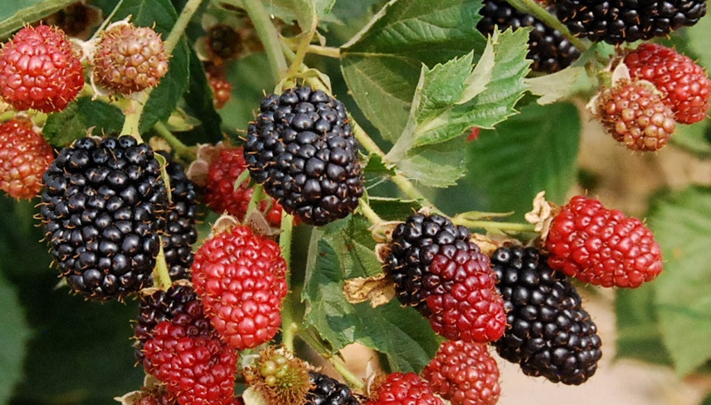 Buy Berry Plants Online | Berry Plants For Sale
