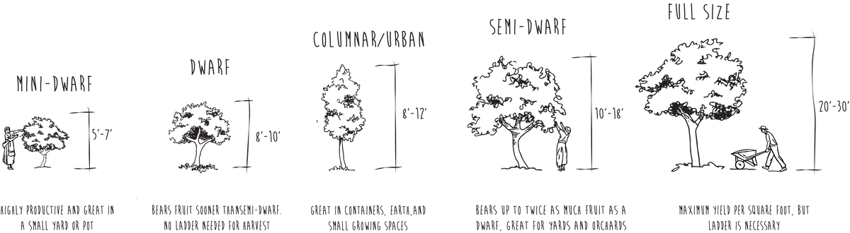 GROWING AN APPLE TREE