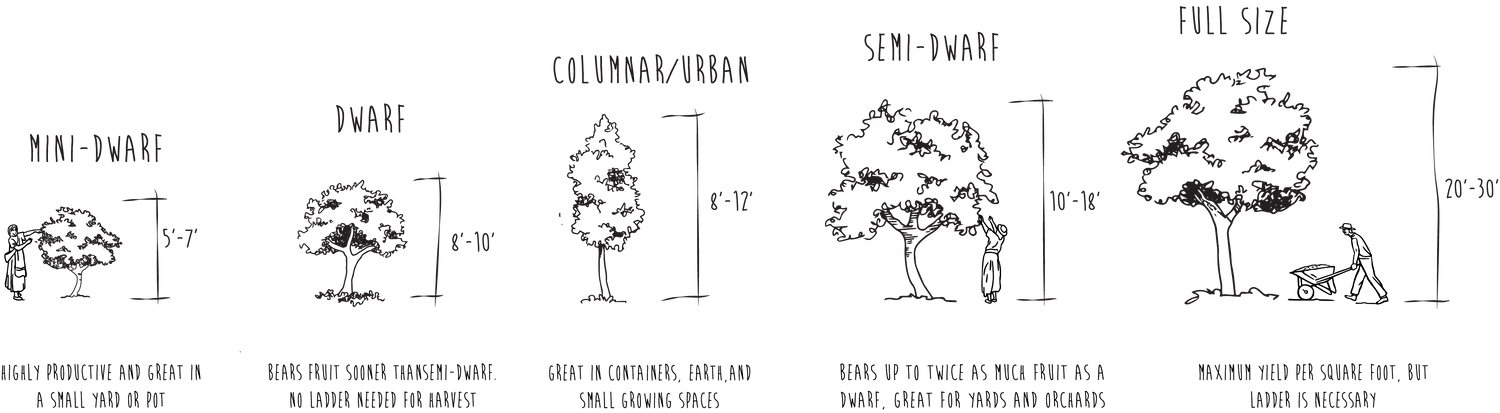 GROWING AN APPLE TREE