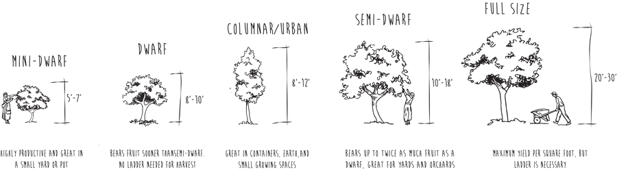GROWING AN APPLE TREE