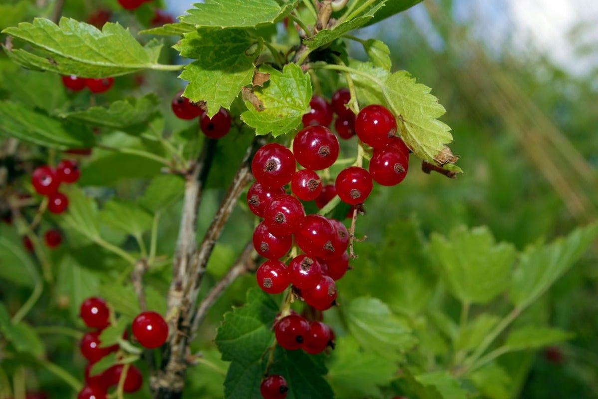 Currant Plants For Sale from Raintree Nursery