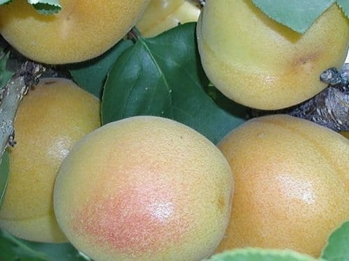 White Knockout White Apricot — Raintree Nursery
