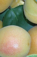 White Knockout White Apricot — Raintree Nursery