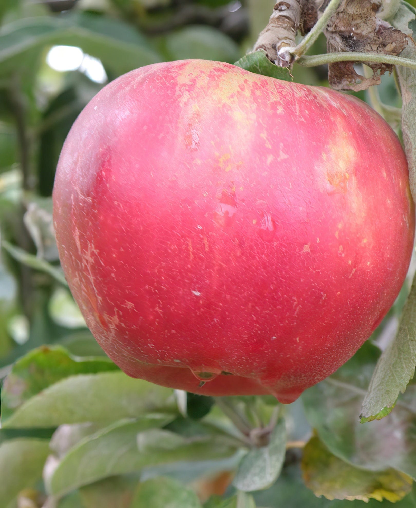 Mini Apple Trees | Order Highest Quality Plants | Raintree Nursery