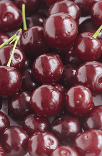 Angela® Cherry — Raintree Nursery