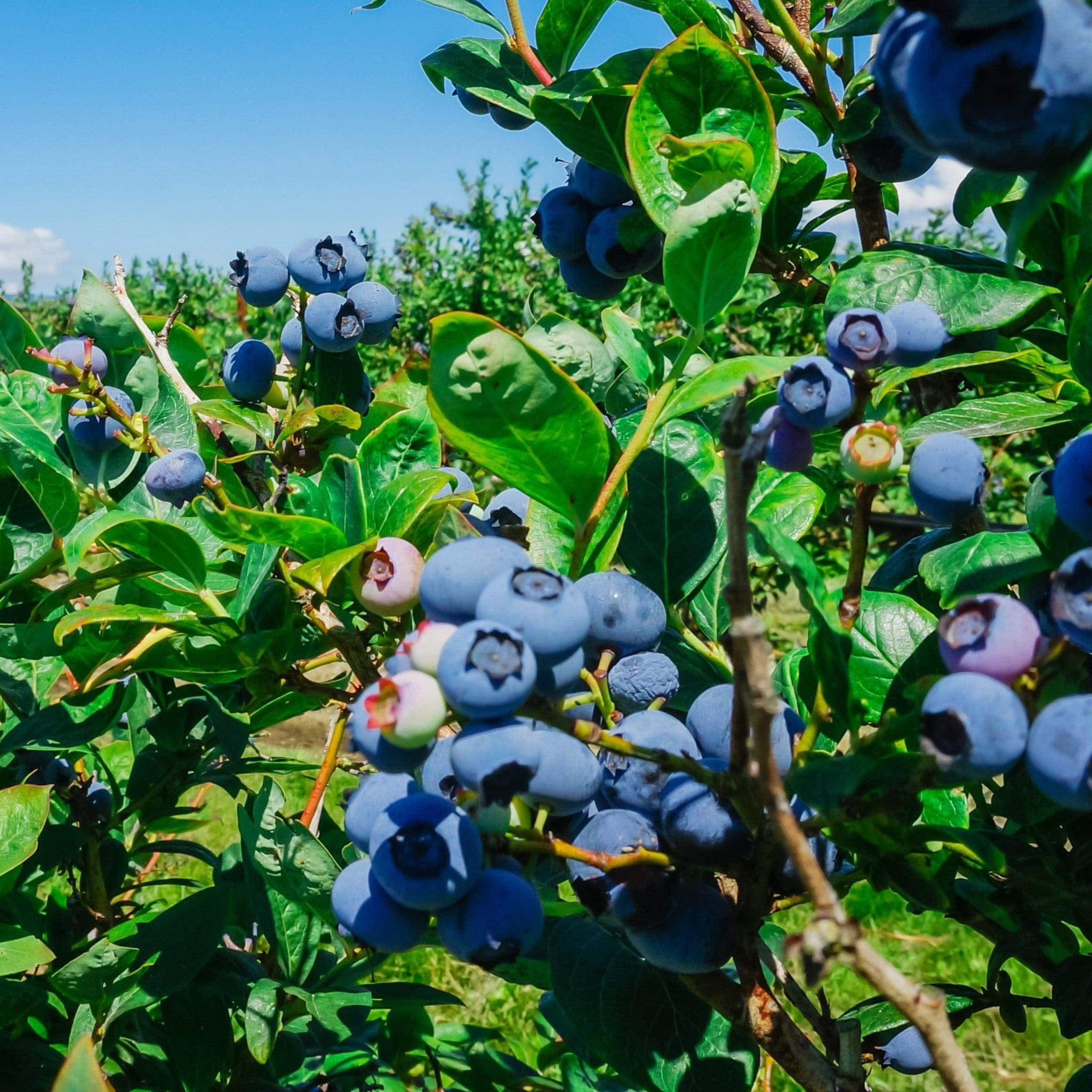 Order Fruit Trees Online | Mail Order Nursery - Raintree Nursery