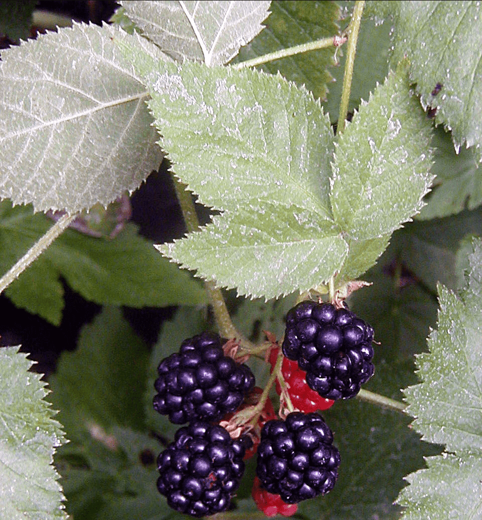 Black Satin Thornless Blackberry — Raintree Nursery