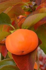 Cardinal™ Persimmon — Raintree Nursery