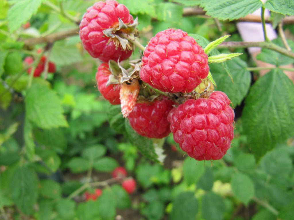 Red Raspberry Plants | Grow Your Own Great Tasting Fruits