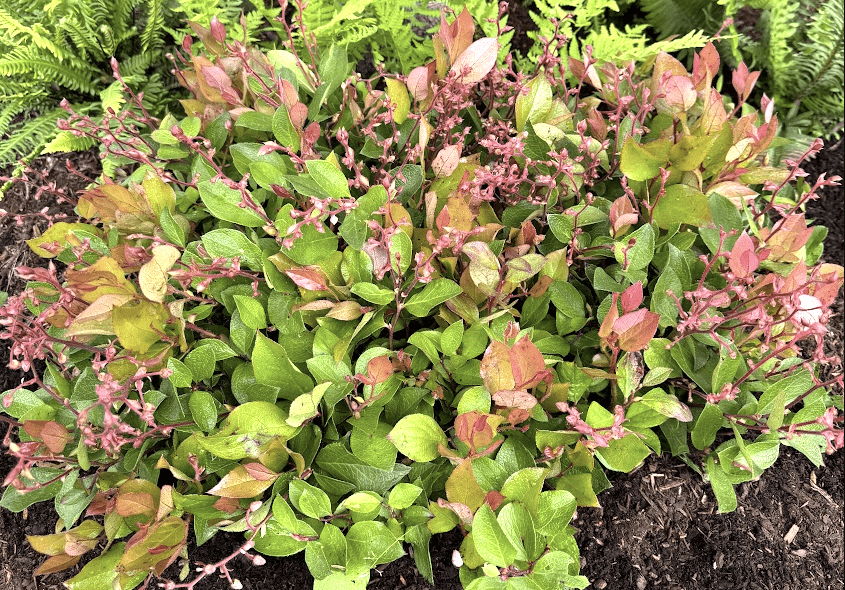 Native Berry Bushes of the PNW | Raintree Nursery
