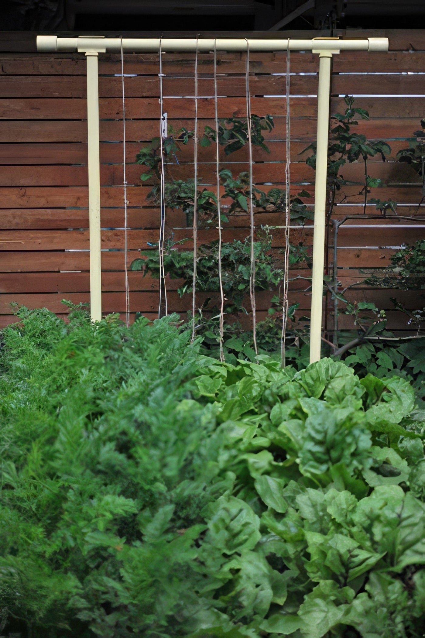 Freyr Trellis by Seattle Urban Farm Company — Raintree Nursery