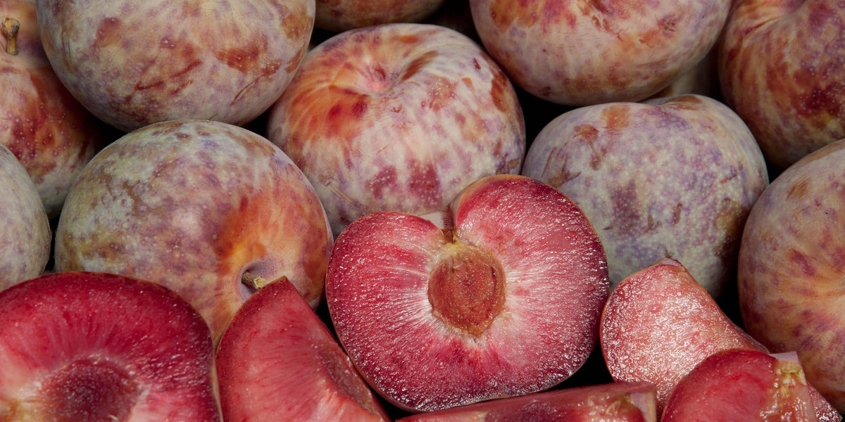 Combo Pluot Tree (4 varieties) — Raintree Nursery