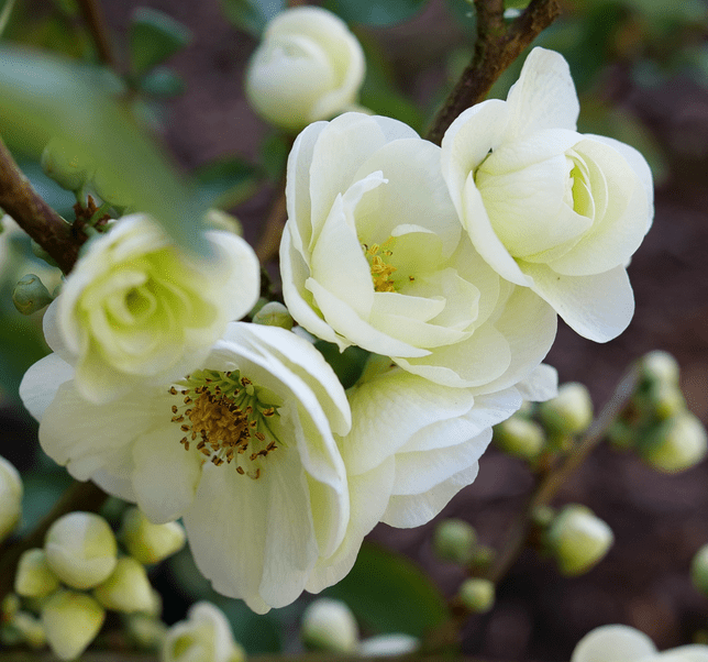 Double Take Eternal White™ Flowering Quince — Raintree Nursery