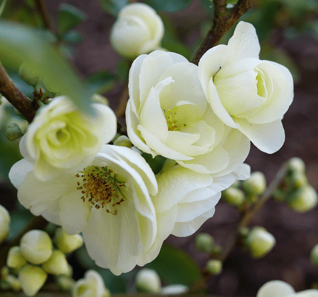 Flowering Quince Plants - Raintree Nursery