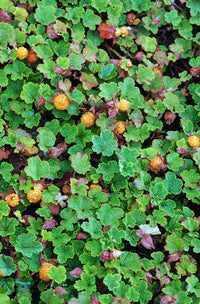 Emerald Carpet Raspberry — Raintree Nursery