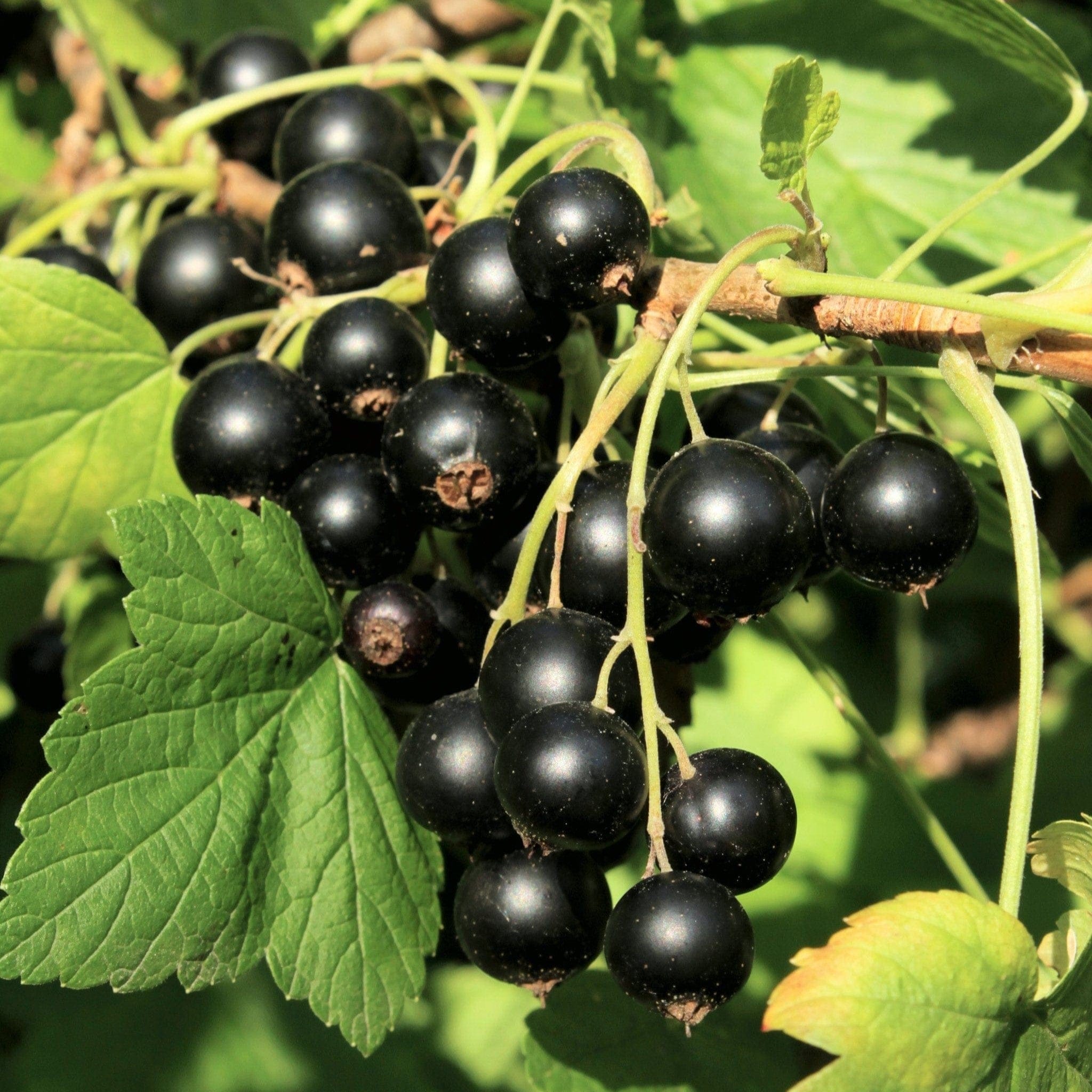 Currant Plants For Sale from Raintree Nursery