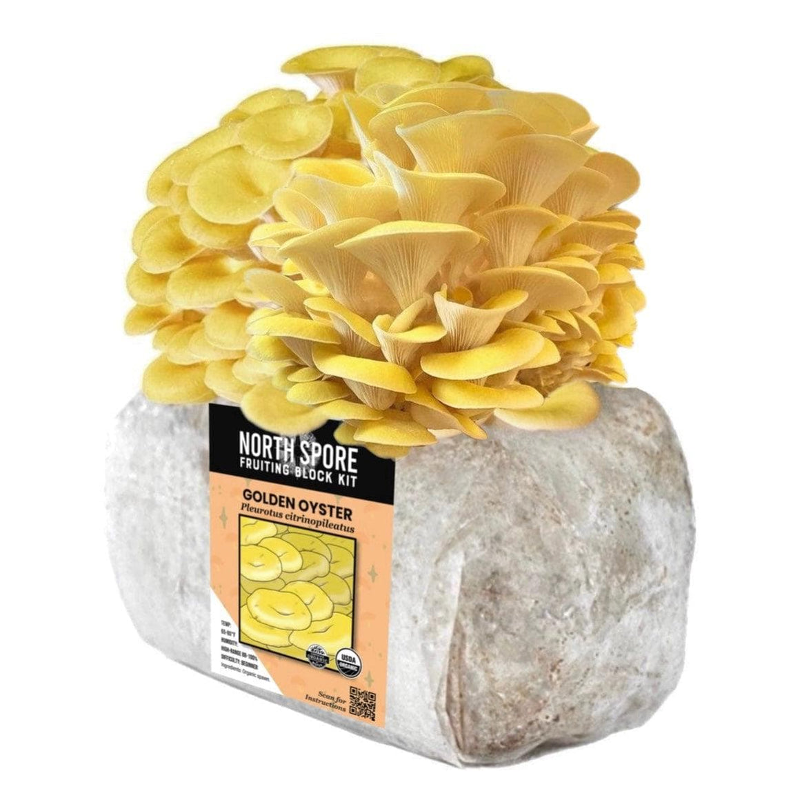 Organic Golden Oyster Mushroom Grow Kit Fruiting Block — Raintree Nursery