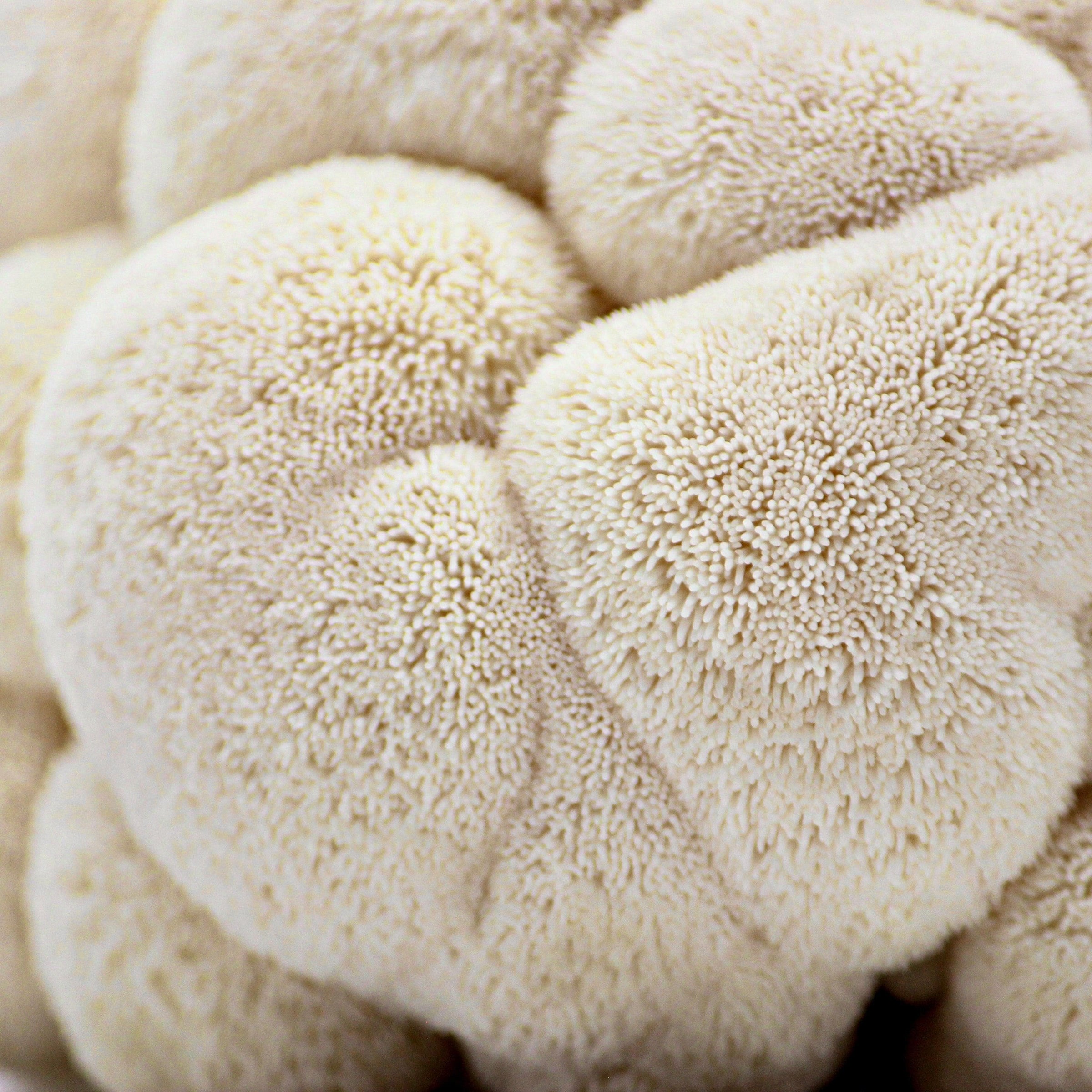 Organic Lion's Mane Mushroom Grow Kit Fruiting Block - Raintree Nursery
