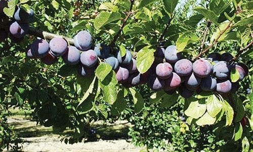 Gras Ameliorat European Plum - Raintree Nursery