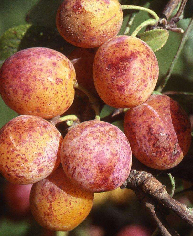 Mirabelle Plum Trees for Sweet Harvests | Raintree Nursery