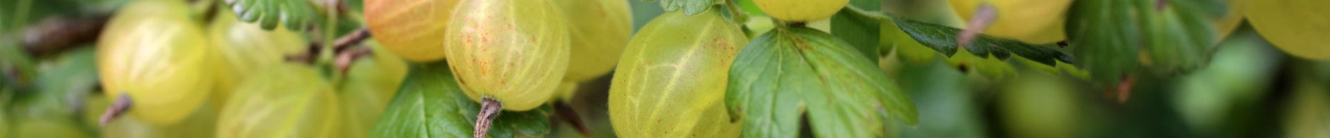 GROWING berries GOOSEBERRIES — Raintree Nursery