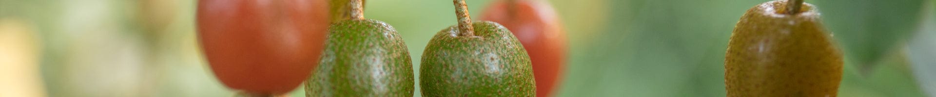 GROWING berries GOUMI BERRIES - Raintree Nursery