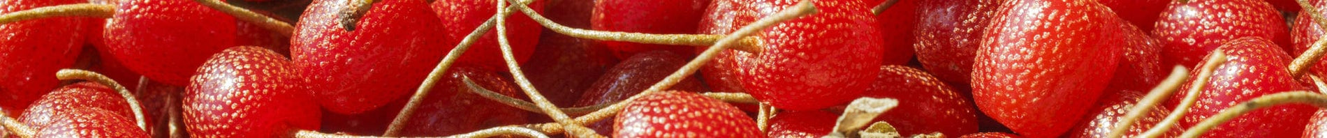 GROWING berries GOUMI BERRIES
