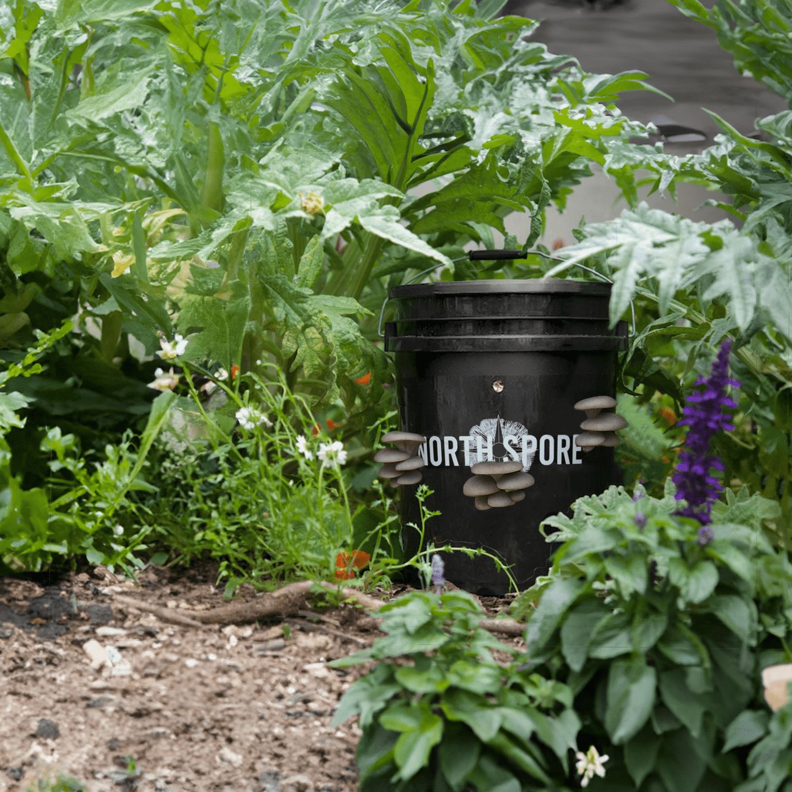 'MushBucket' Blue Oyster Mushroom Bucket Grow Kit — Raintree Nursery
