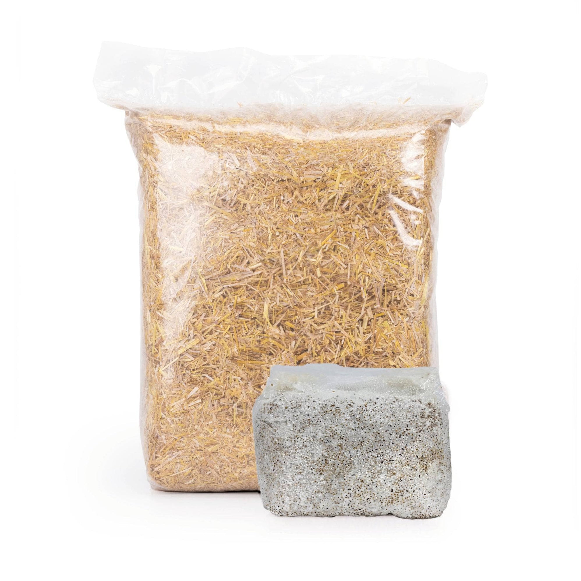 'MushBucket' Blue Oyster Mushroom Bucket Grow Kit — Raintree Nursery