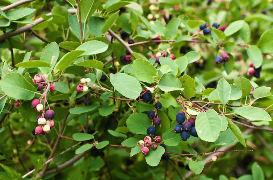Honeywood Serviceberry - Raintree Nursery