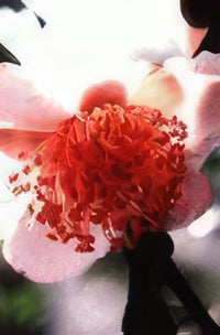 Blushing Maiden Tea — Raintree Nursery