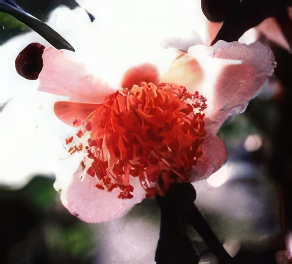 Blushing Maiden Tea — Raintree Nursery