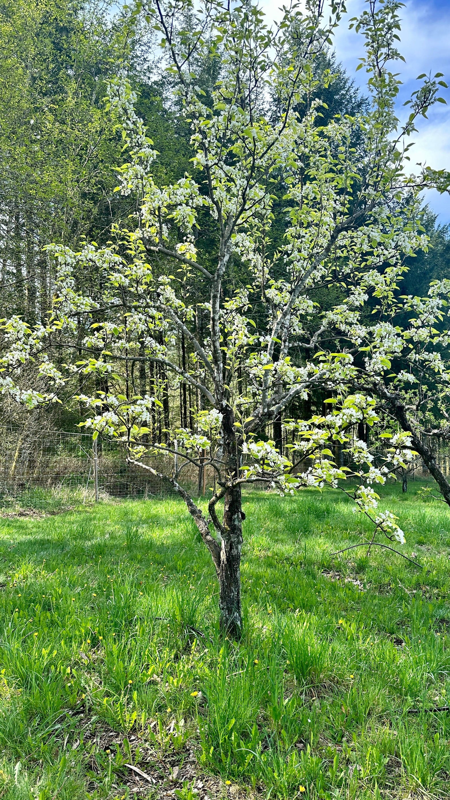 Shinseiki Asian Pear — Raintree Nursery