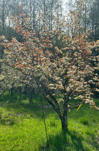 Shinsui Asian Pear — Raintree Nursery