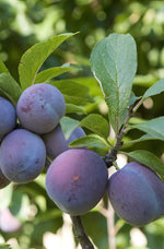 Italian Prune European Plum — Raintree Nursery