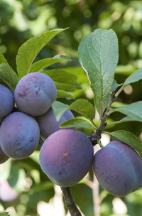 Italian Prune European Plum — Raintree Nursery