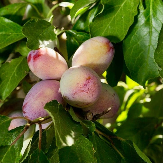 European Plum Trees — Raintree Nursery
