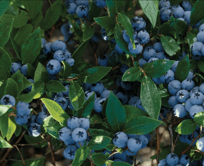 Blueberry Plants in Pots | Highest Quality Bushes for Sale Online ...