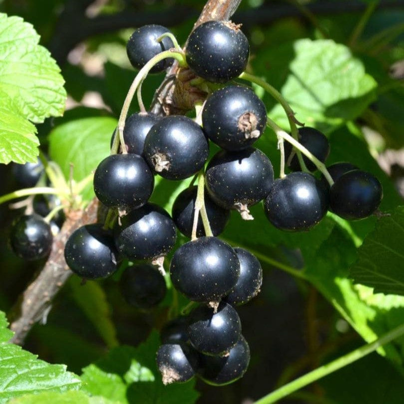 Currant Plants For Sale from Raintree Nursery