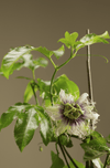 Frederick Passiflora — Raintree Nursery